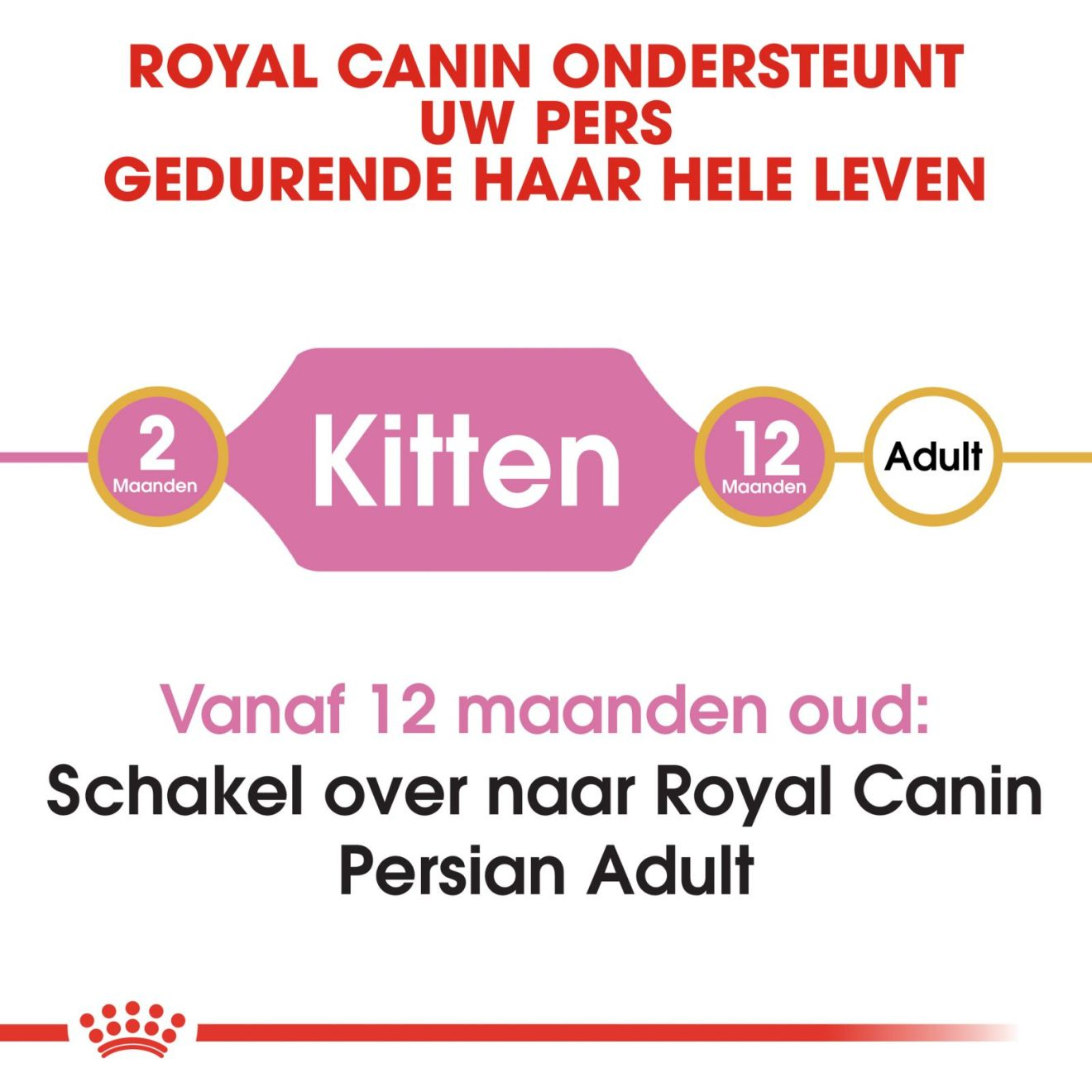 Royal Canin Persian Kitten - Kattenvoer | Royal Canin Shop | Royal Canin NL