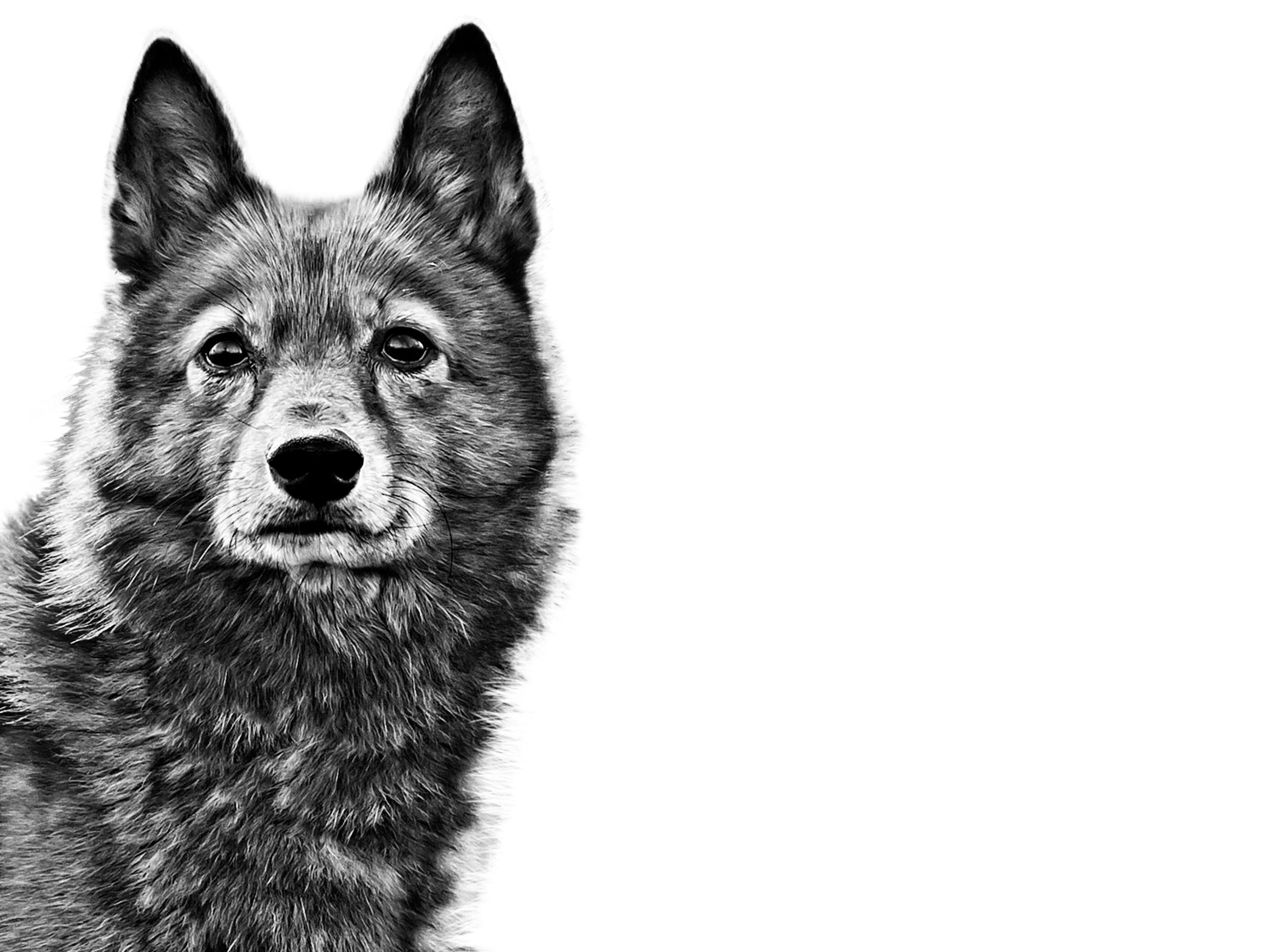 Finnish Spitz | Royal Canin