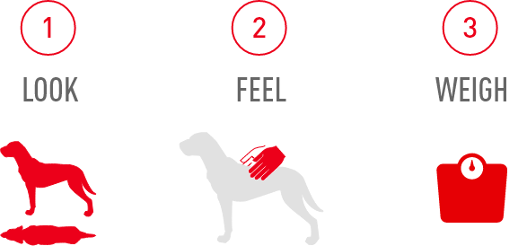 PDSA partnership with Royal Canin | Royal Canin UK PDSA partnership with Royal Canin | Royal Canin UK