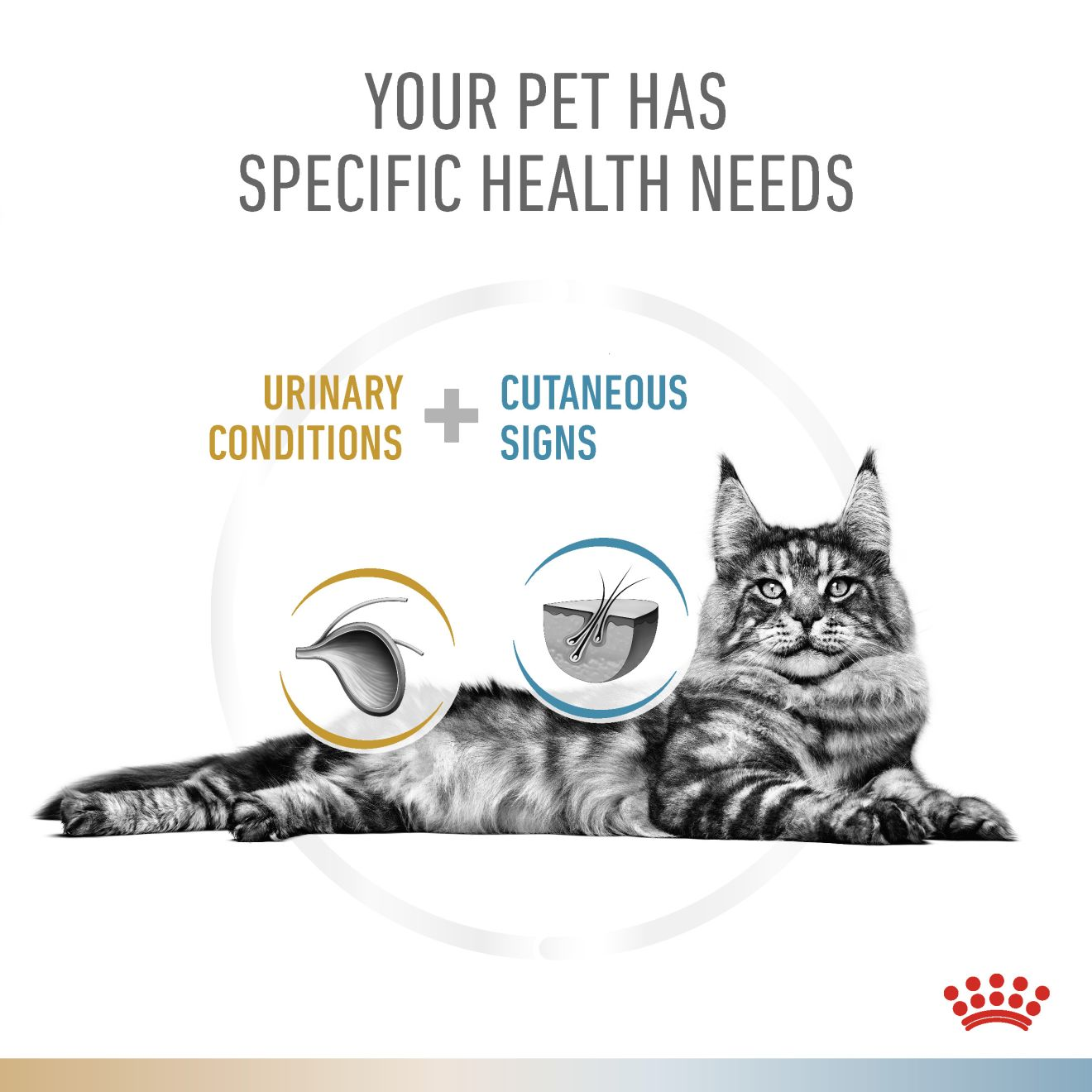 URINARY S/O + HYPOALLERGENIC | Royal Canin UK