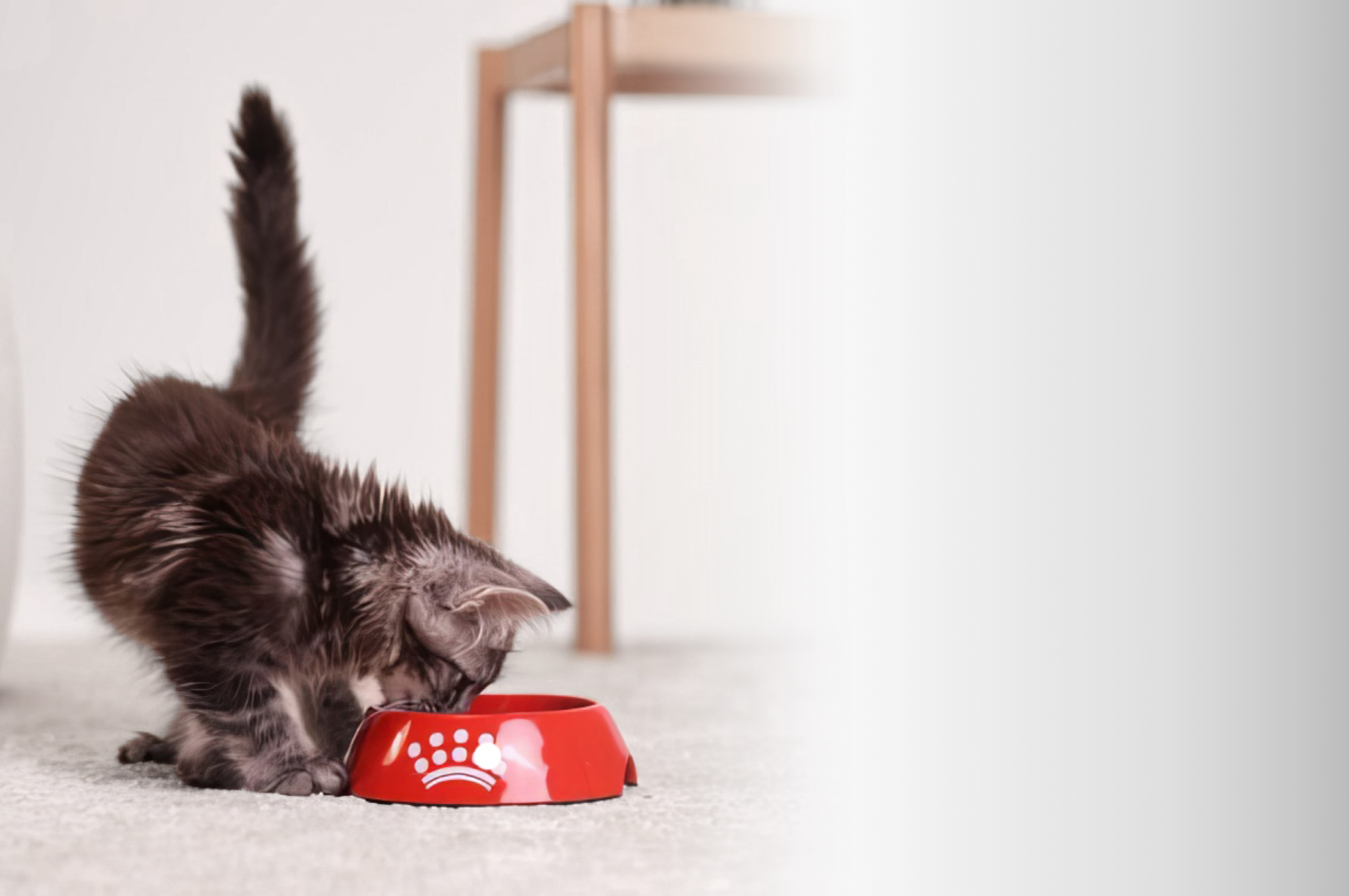 Cat vaccinations schedule - ROYAL CANIN ® | Royal Canin CA