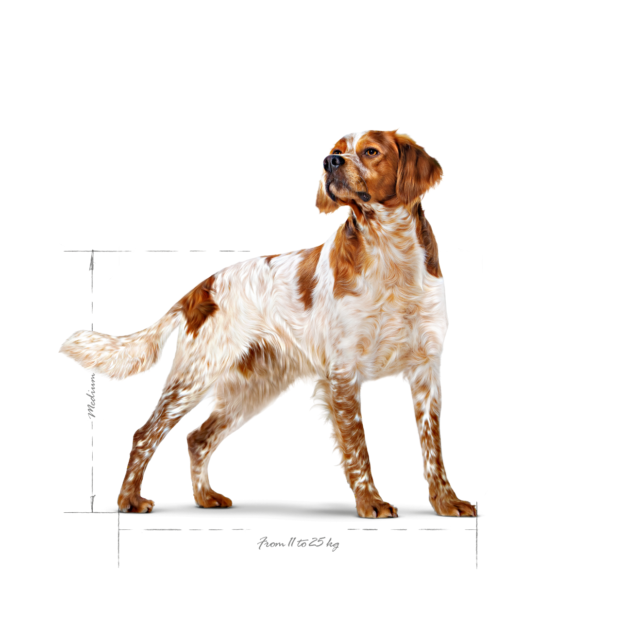 Medium Adult | Royal Canin DK