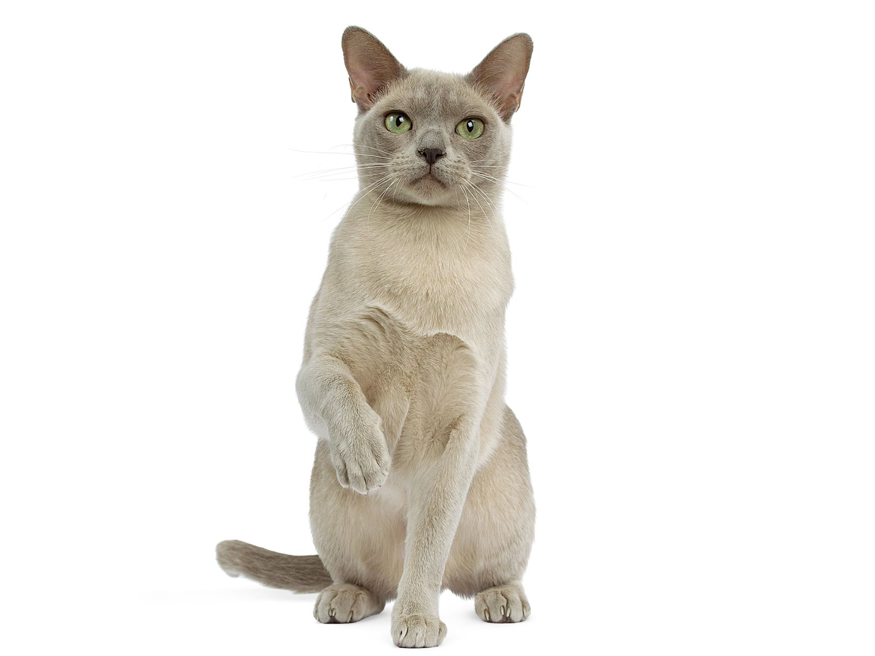 Công cụ tìm giống mèo | Royal Canin VN