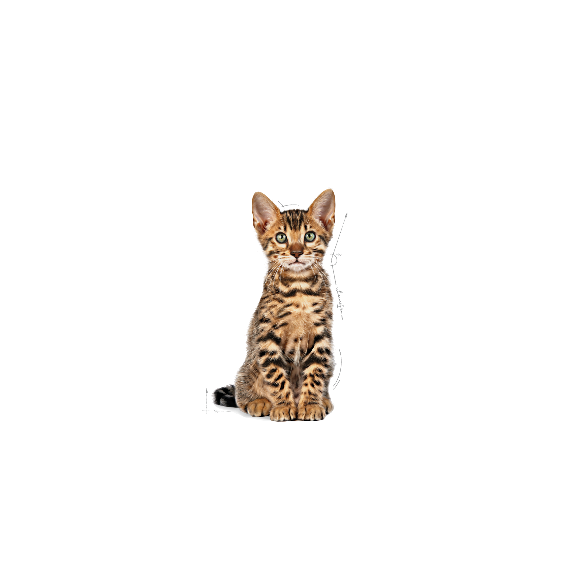Kitten Spayedneutered Dry Cat Food Royal Canin Us