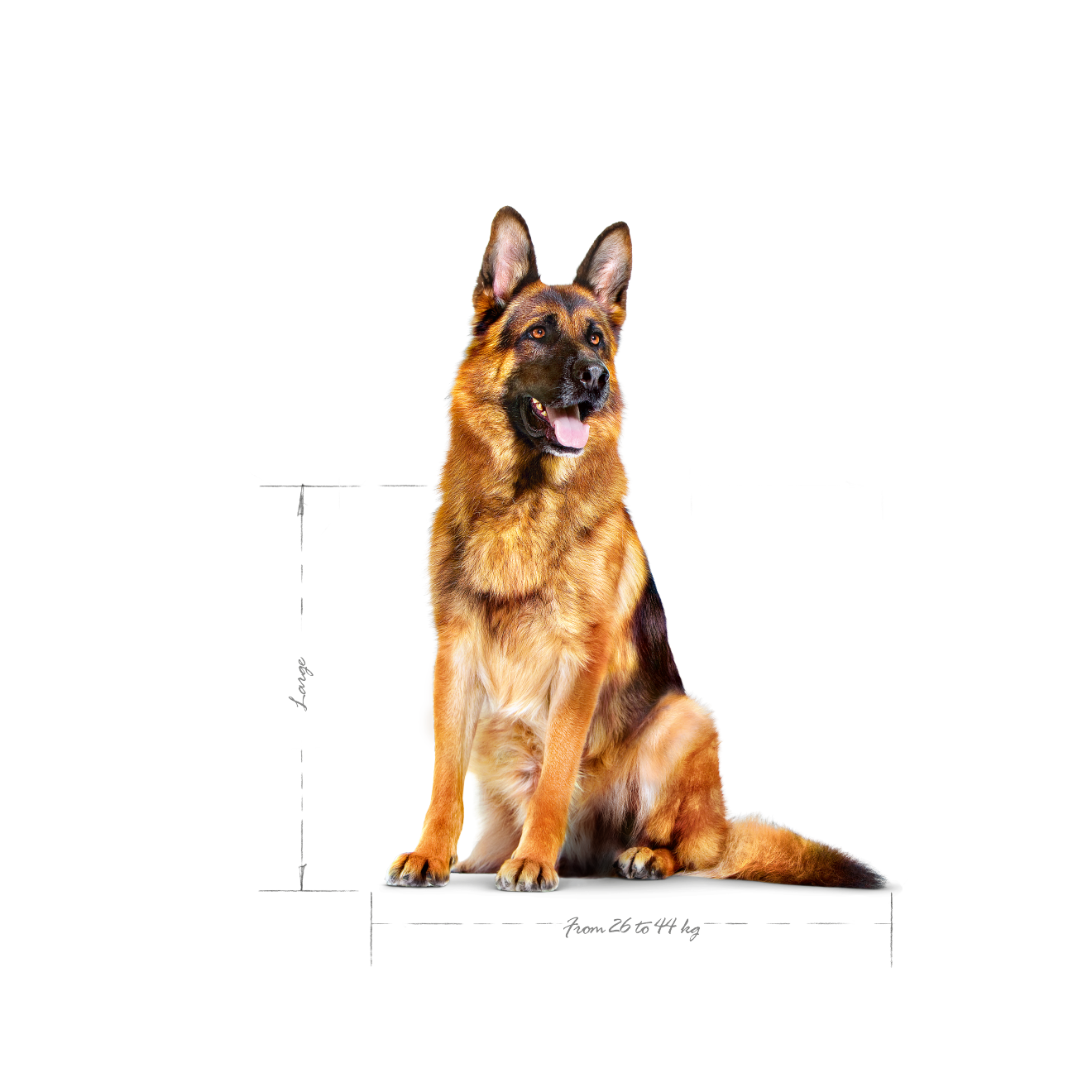 Maxi Adult 5+ | Royal Canin AU