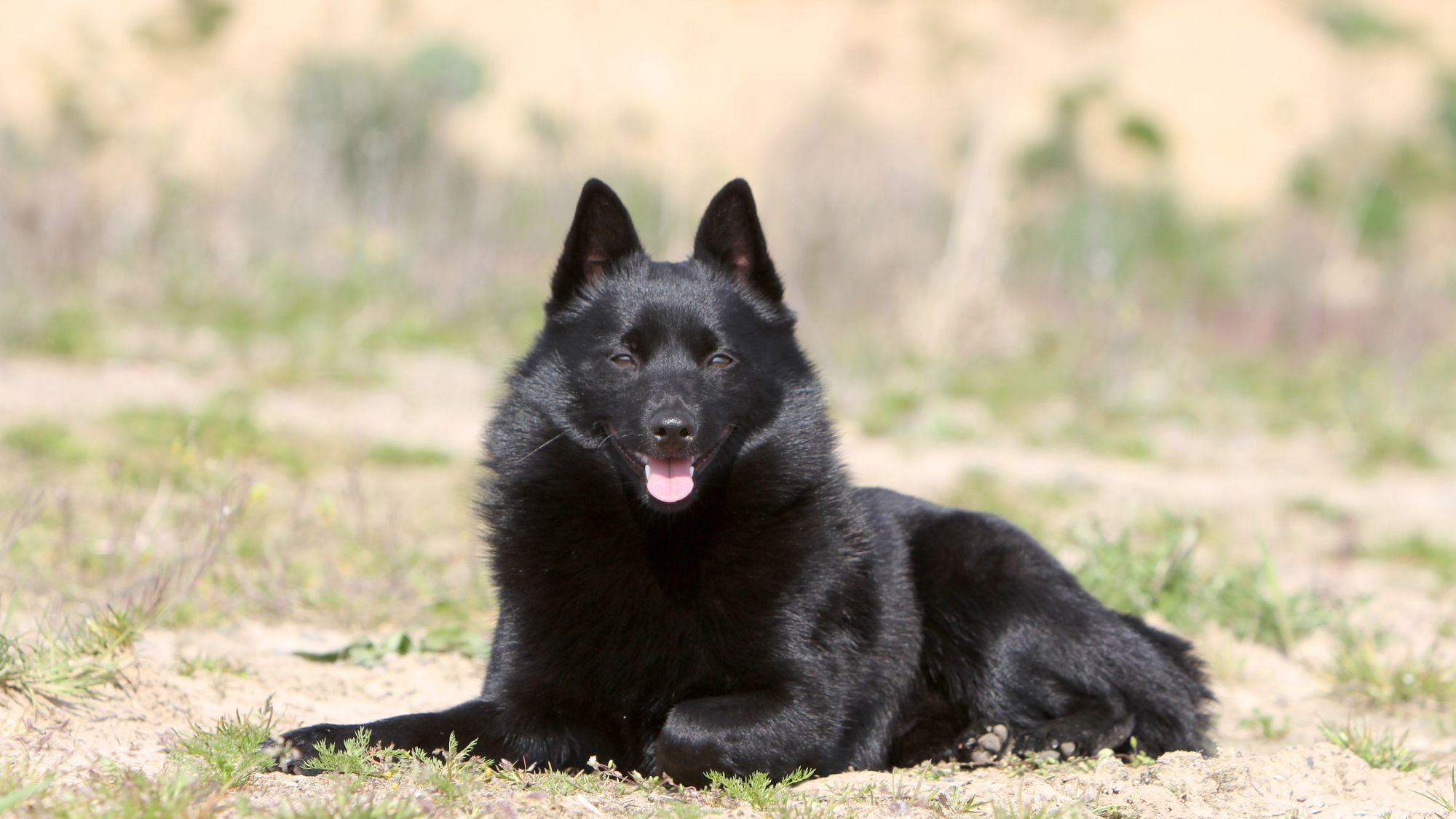 Schipperke | Royal Canin US