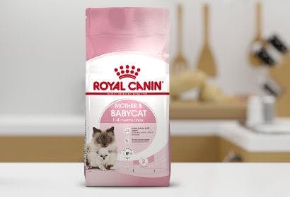 Kitten routine Weaning - 1 to 4 months. | Royal Canin