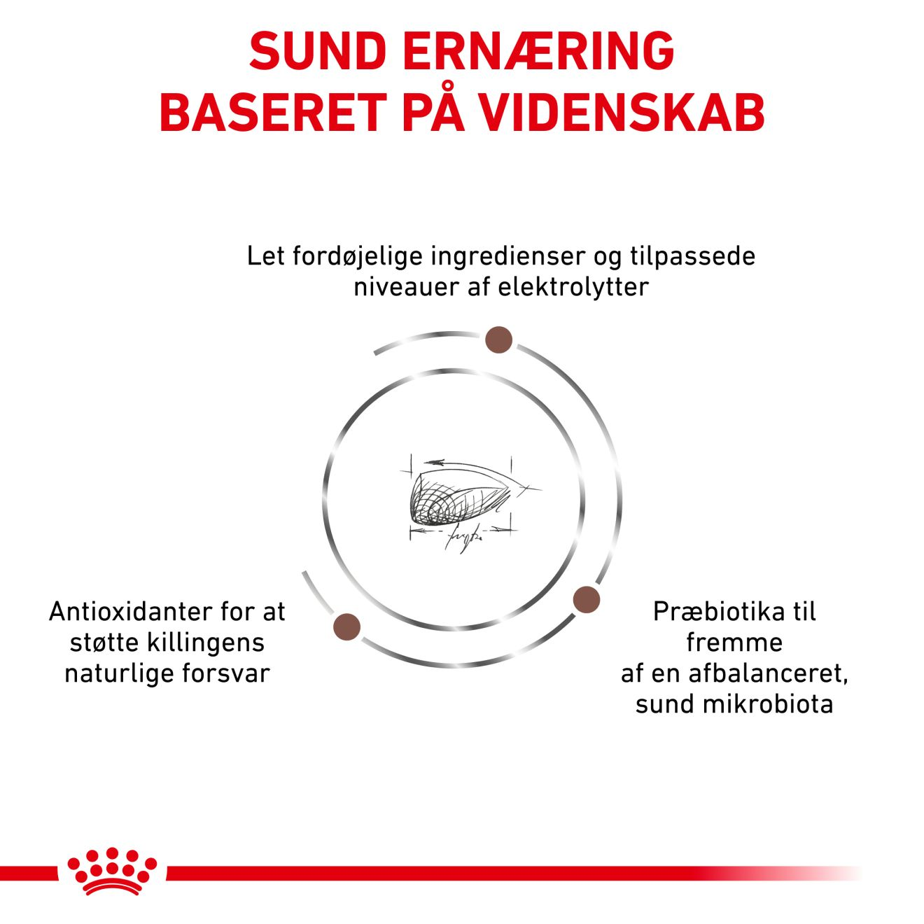 Gastrointestinal Kitten | Royal Canin DK