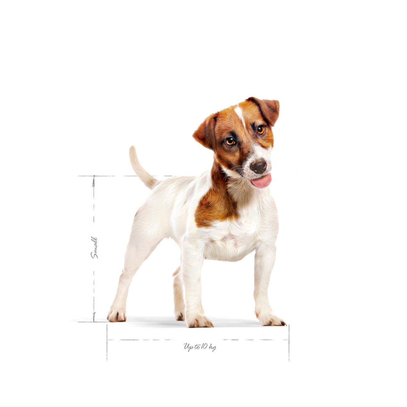 Mini Adult | Royal Canin IT