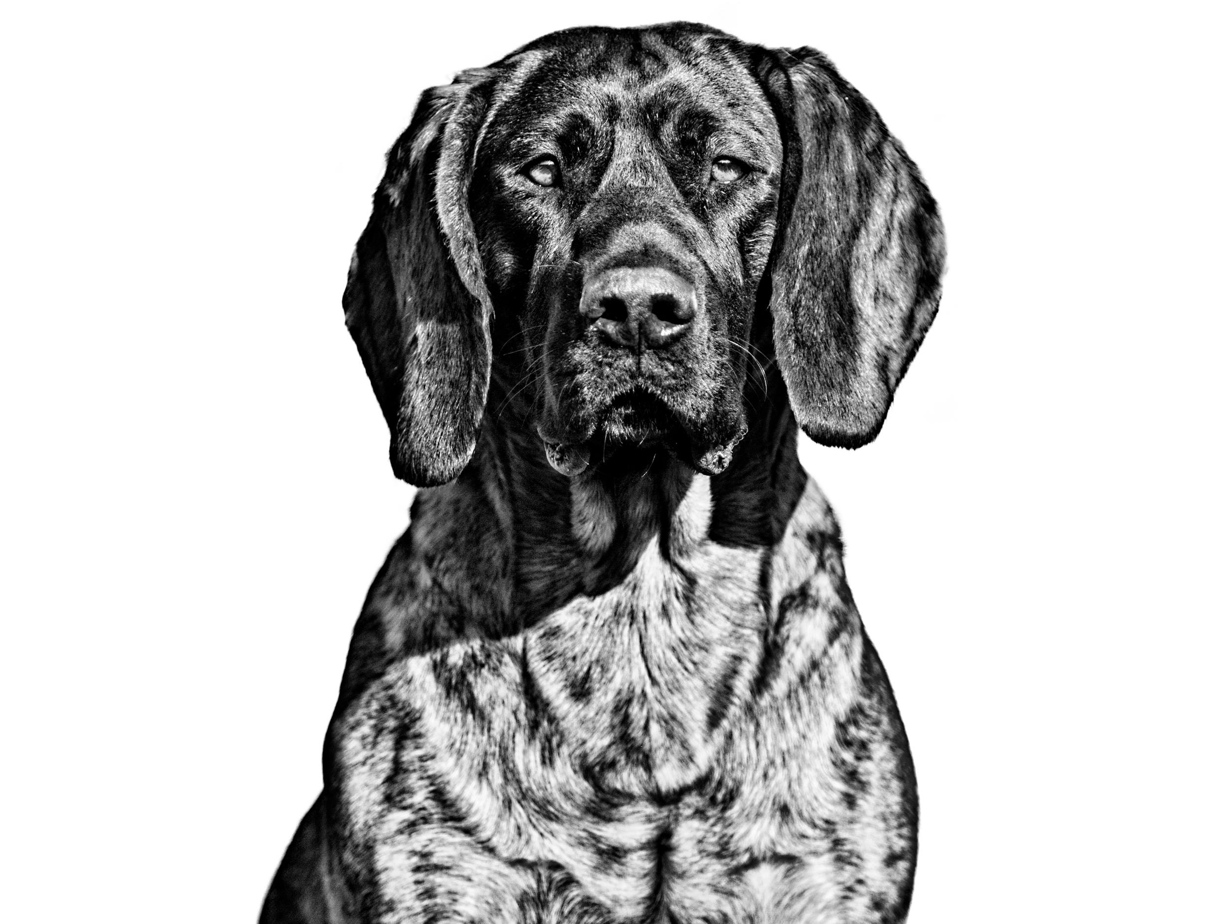 Hanoverian Scent Hound | Royal Canin