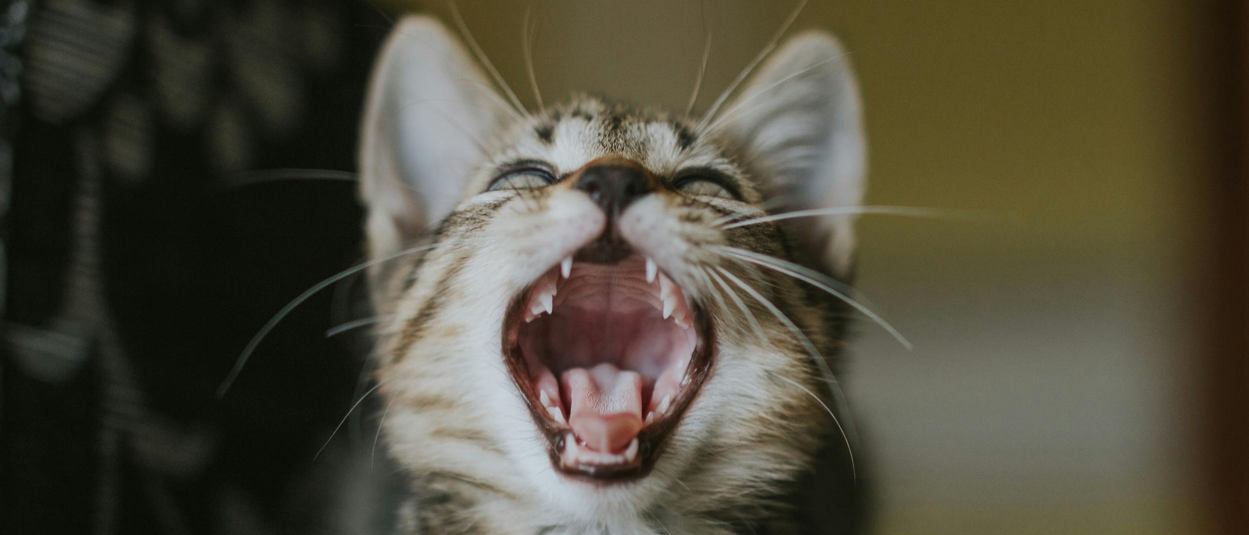 Los dientes del gato | Royal Canin