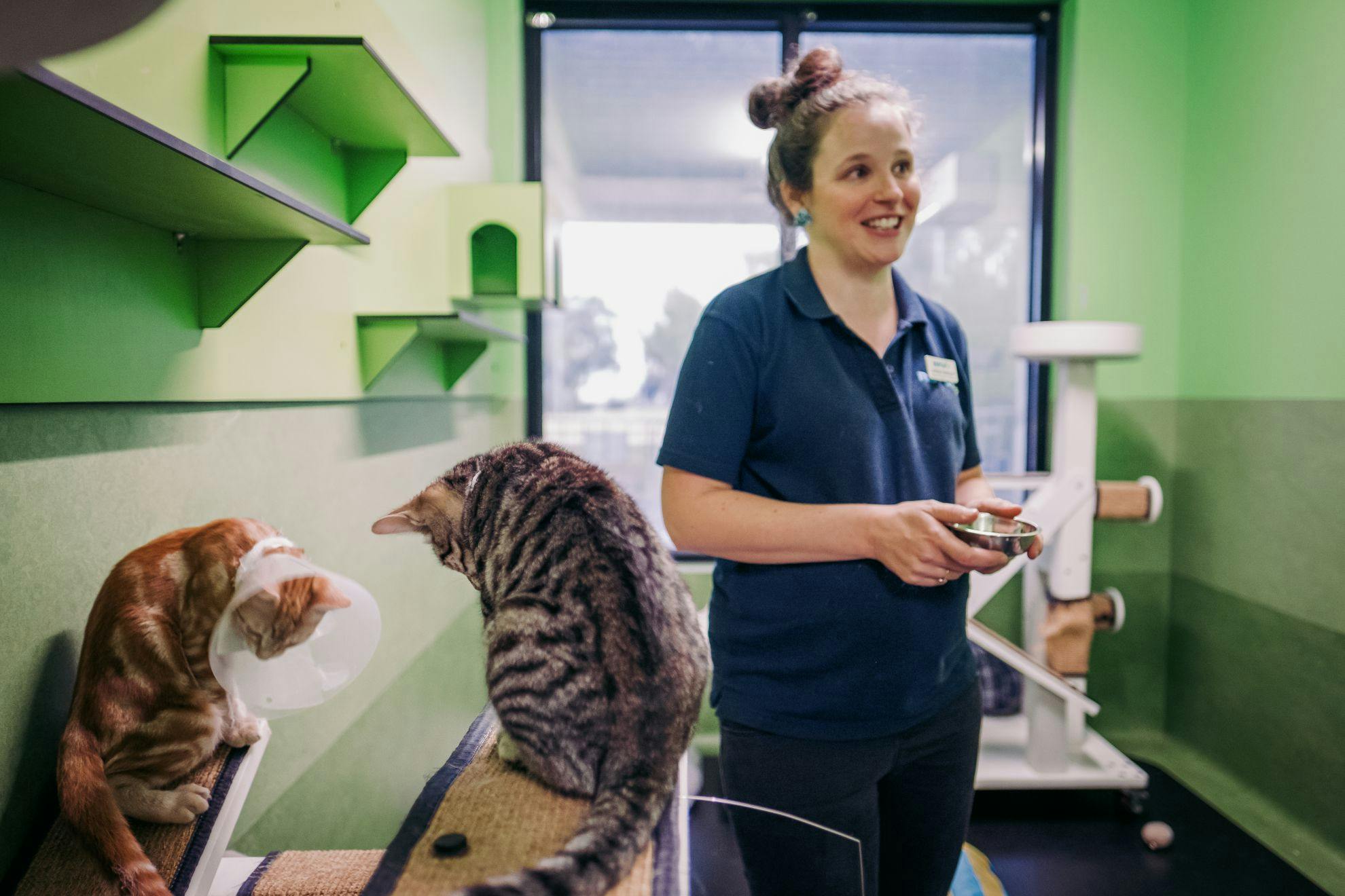 Over 18,000 Vulnerable Kittens in RSPCA Shelters