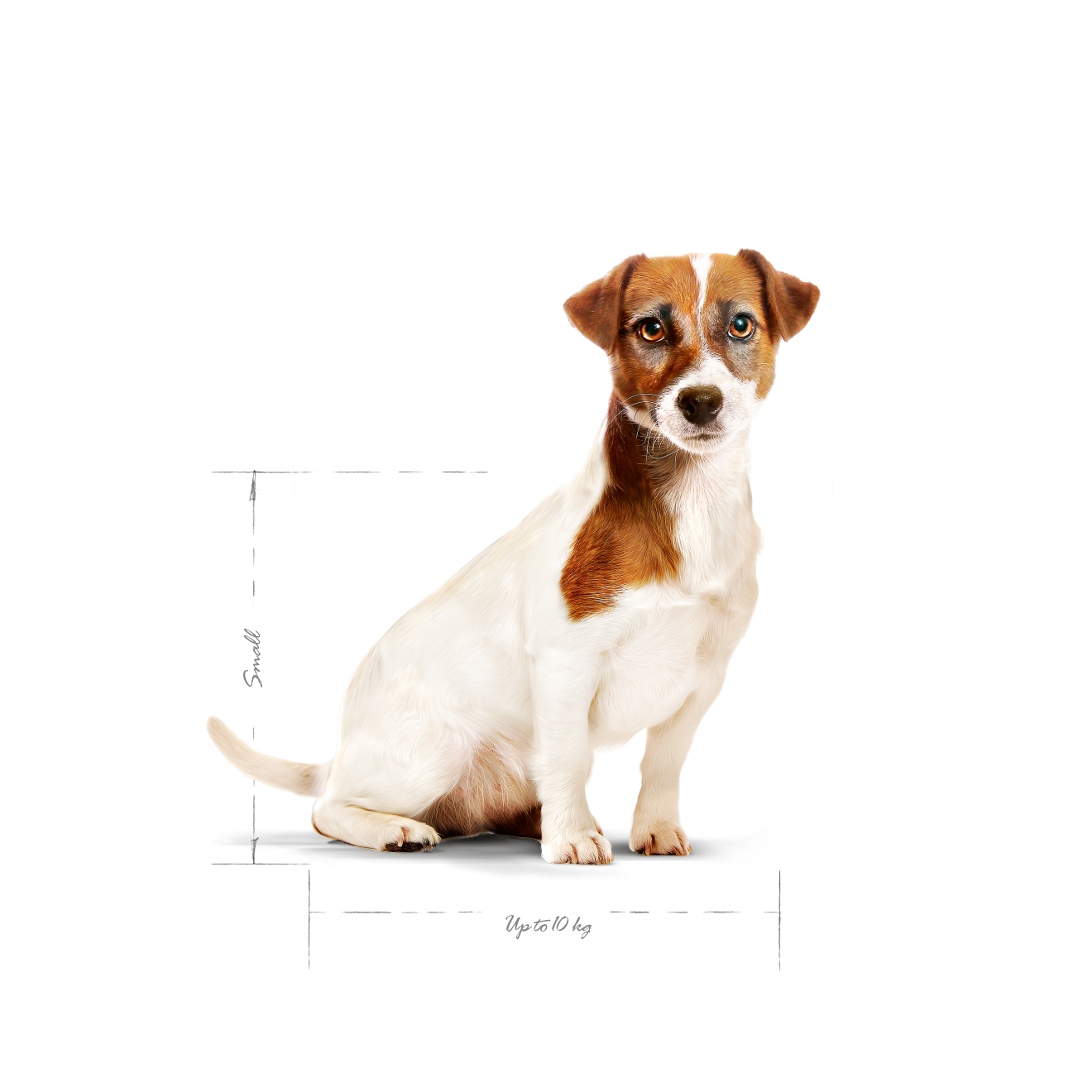 Mini Adult 8+ | Royal Canin AU