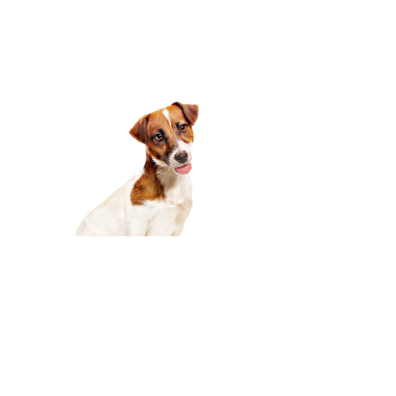 Mini Adult In Loaf | Royal Canin UK