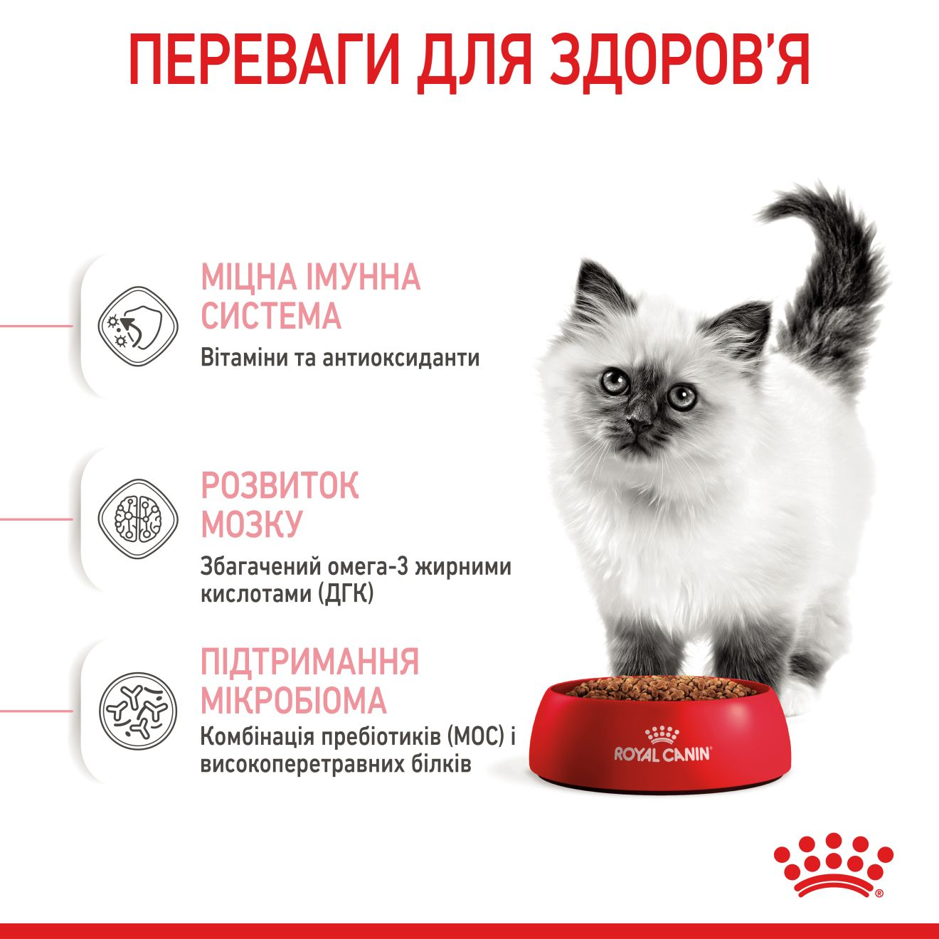 Kitten | Royal Canin UA