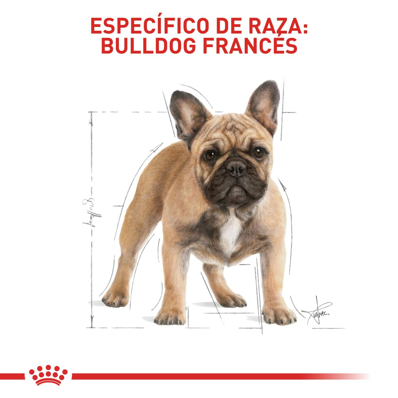 Bulldog Francés Adulto | Royal Canin CO