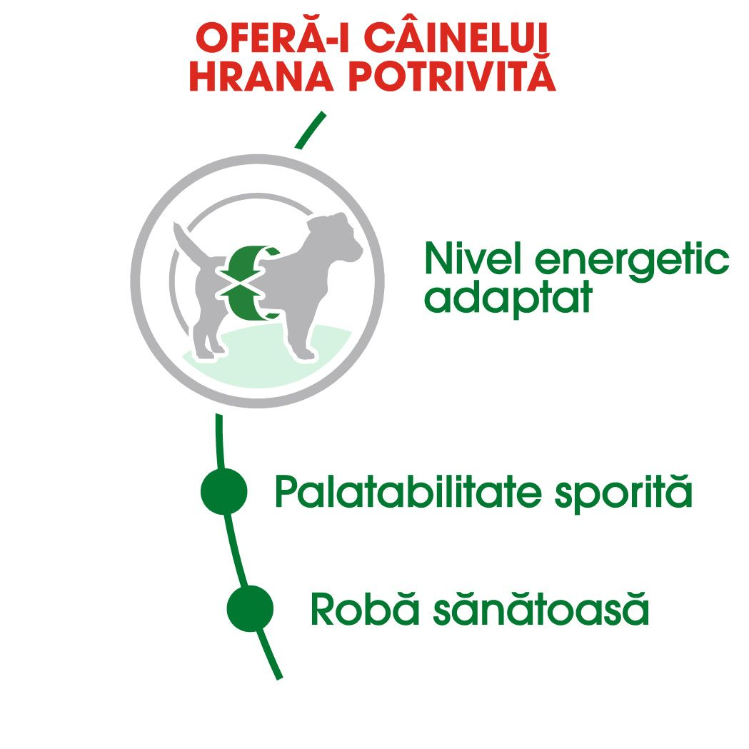 Mini Adult | Royal Canin RO