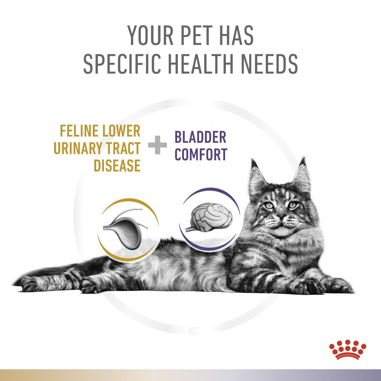 Cat Urinary S/O Ageing 7+ + Bladder Comfort | Royal Canin ES