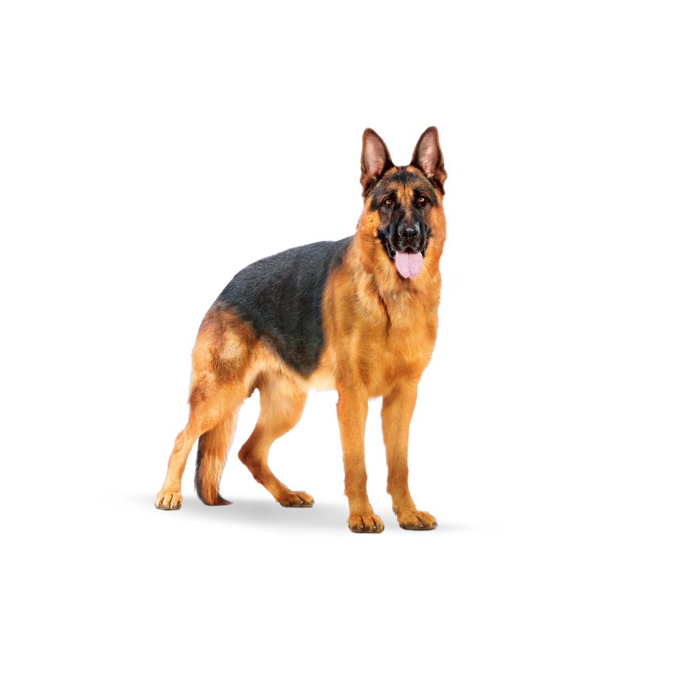 Maxi Perro Adulto | Royal Canin CO