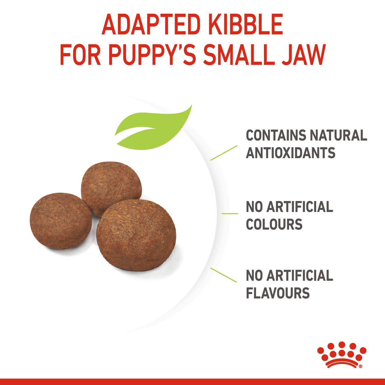 Medium Puppy | Royal Canin AU