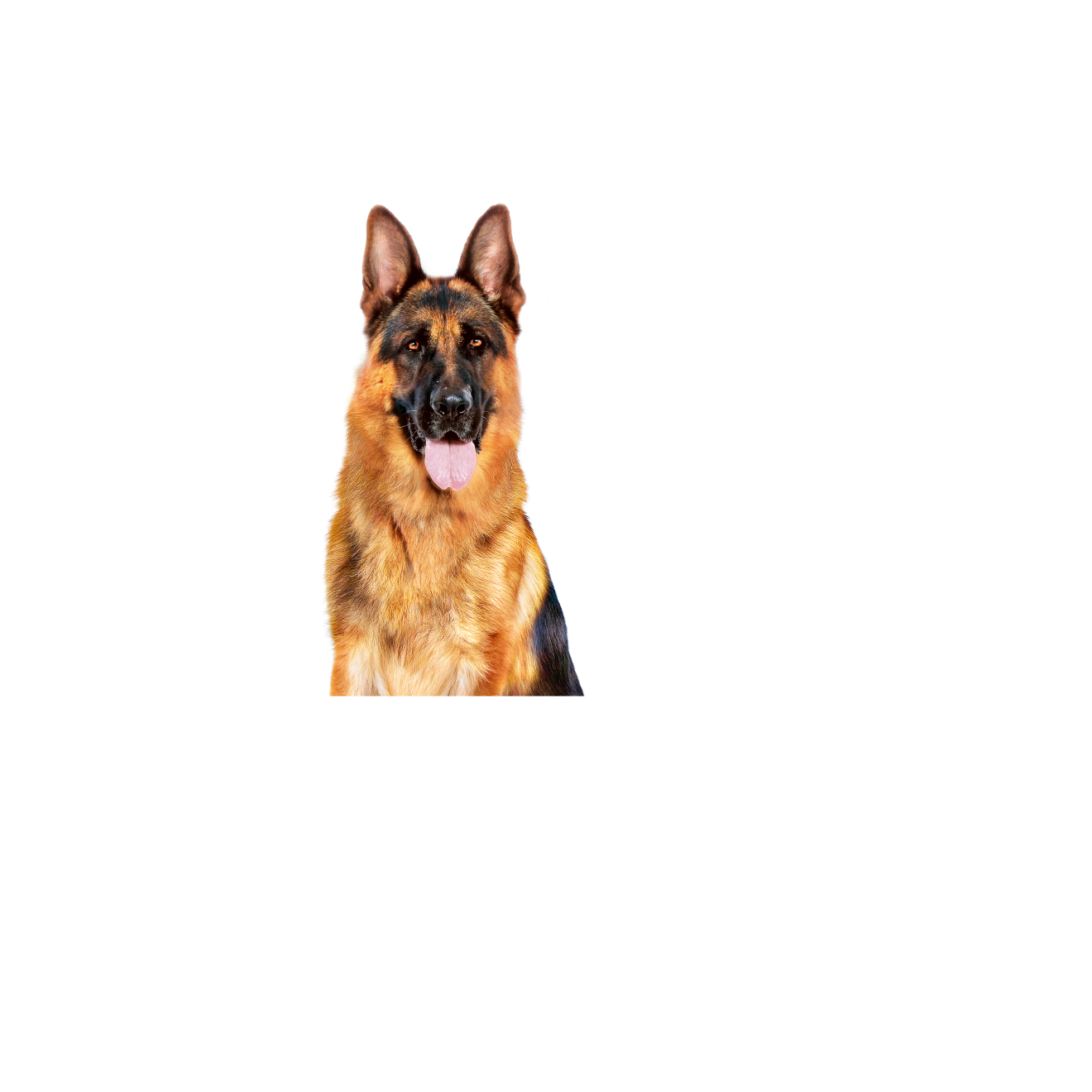 Maxi Adulto Pouch Royal Canin Pe