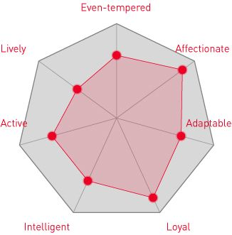 Welsh Corgi Cardigan | Royal Canin