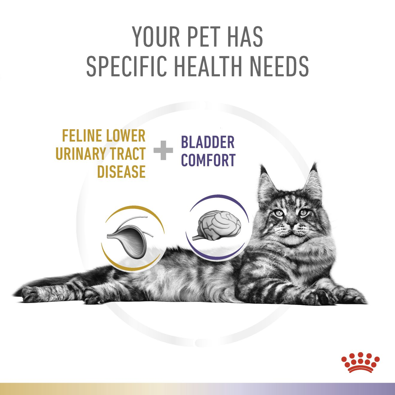 URINARY S/O & BLADDER COMFORT WET | Royal Canin UK