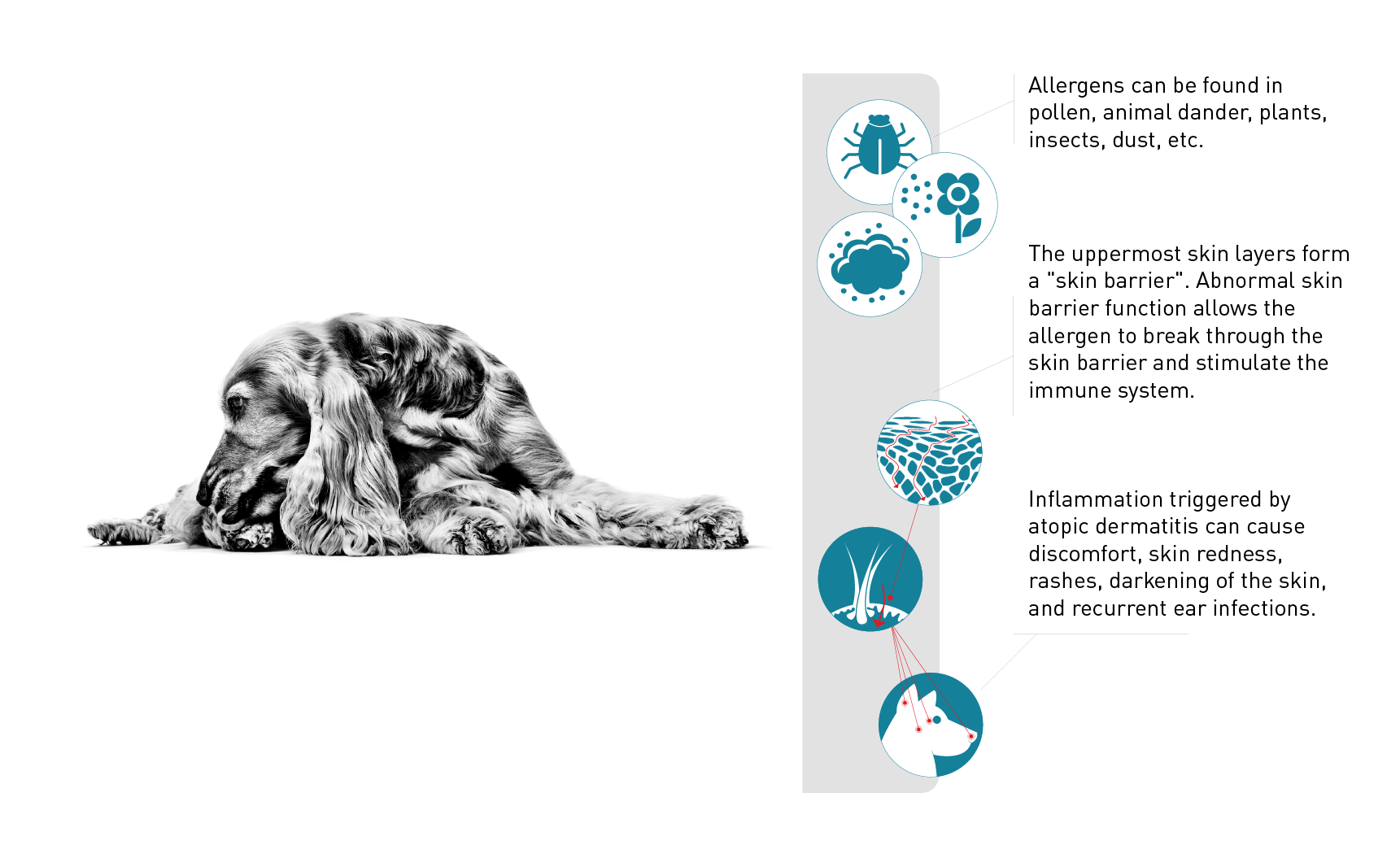 HEALTHY SKIN COMES FROM WITHIN | Royal Canin NZ