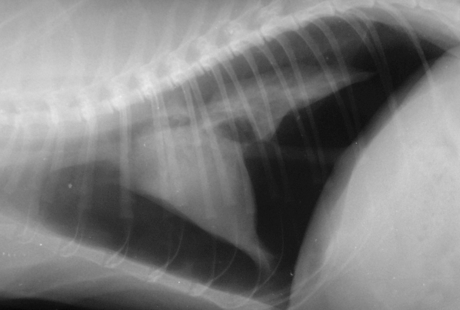 What Is Dogs Flail Chest