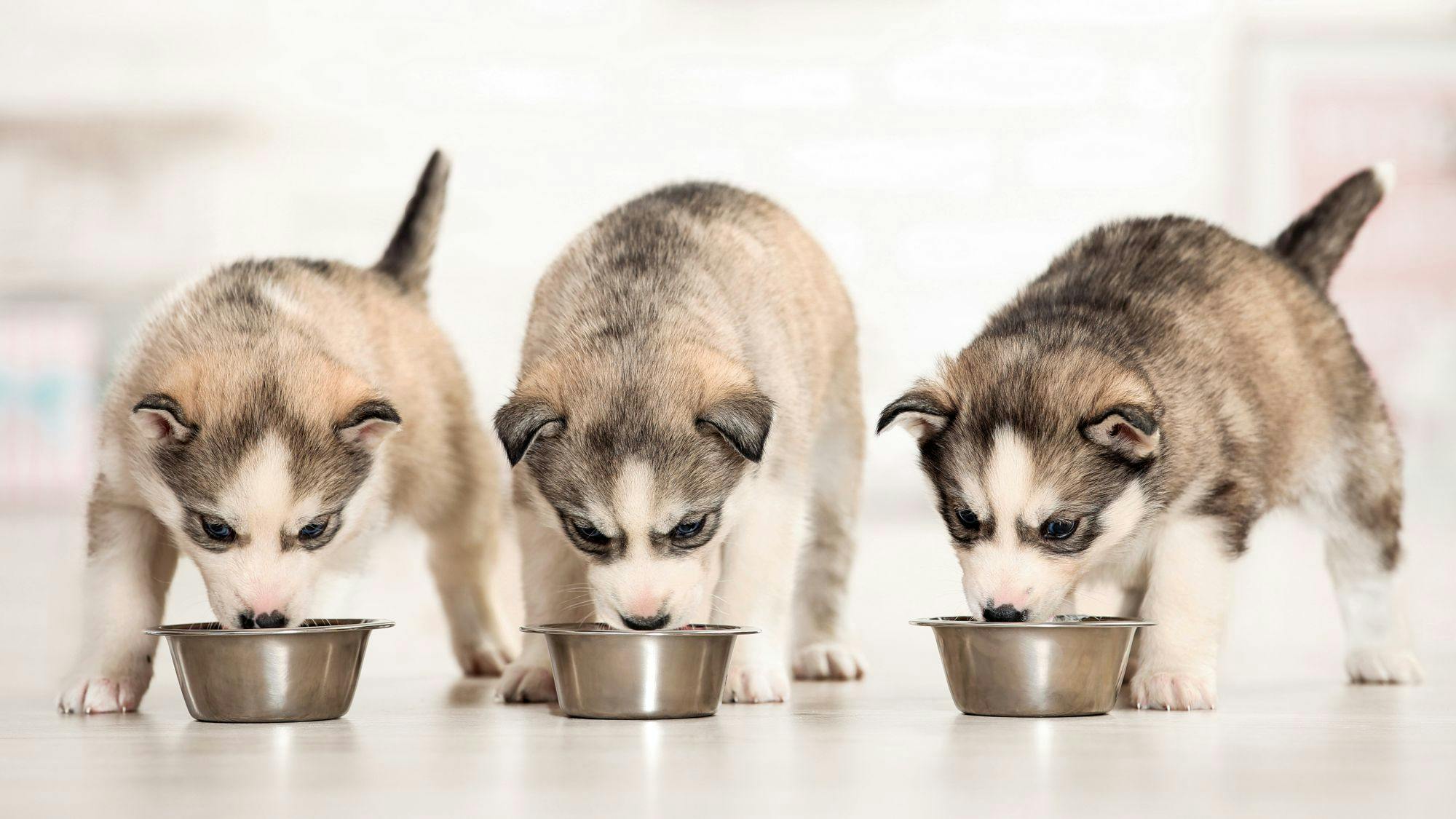 When to switch your puppy to an adult diet | Royal Canin