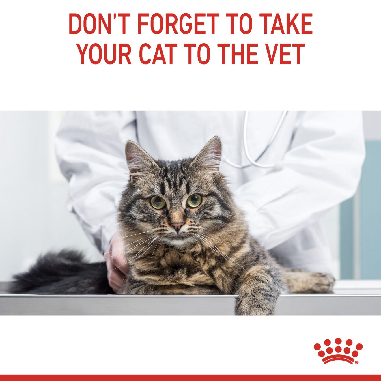 digestive-care-dry-cat-food-royal-canin-us