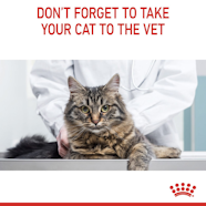 Digestive Care Dry Cat Food Royal Canin US