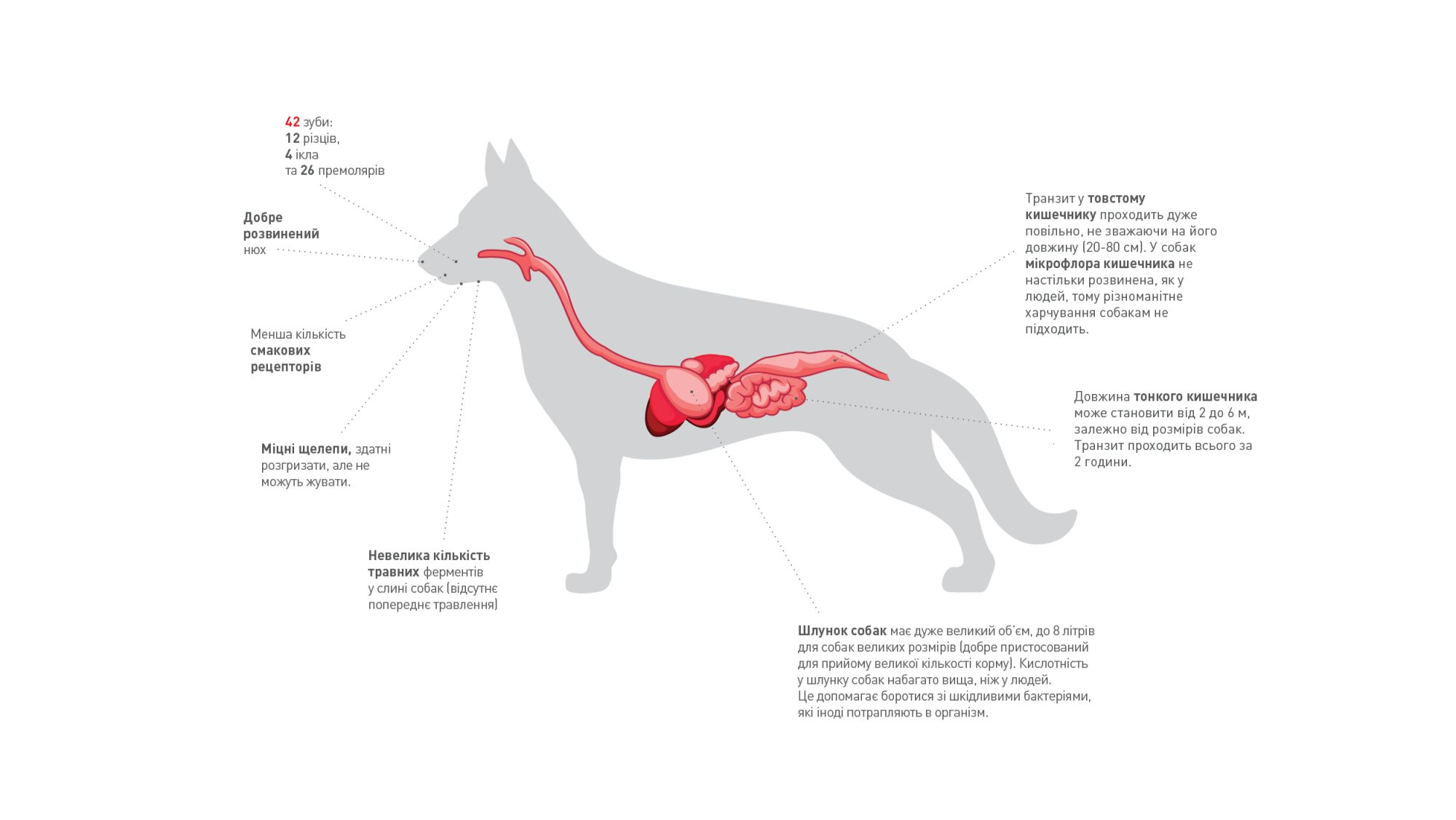 Як працює травна система вашого собаки? | Royal Canin UA