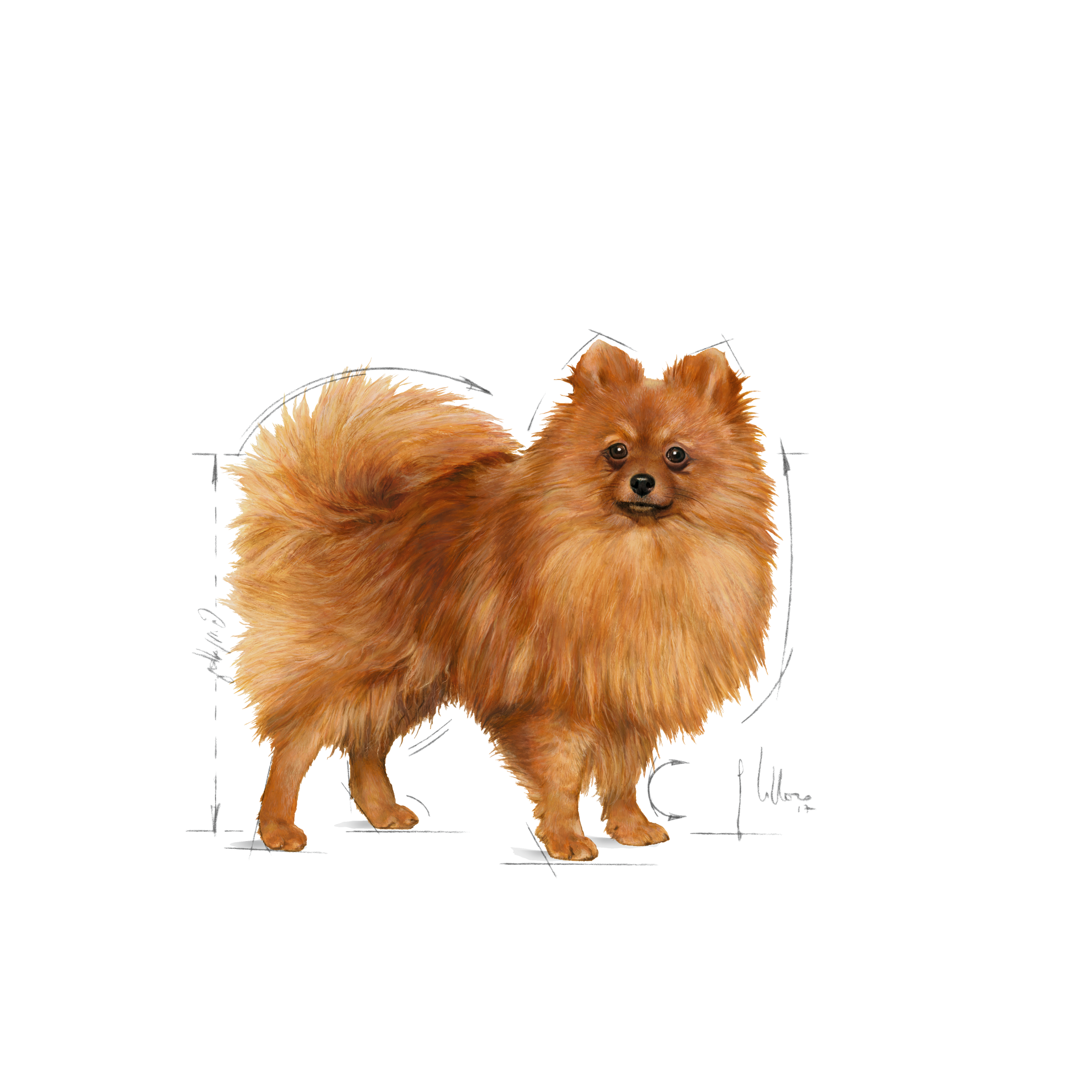 Mini Indoor Senior | Royal Canin Brazil