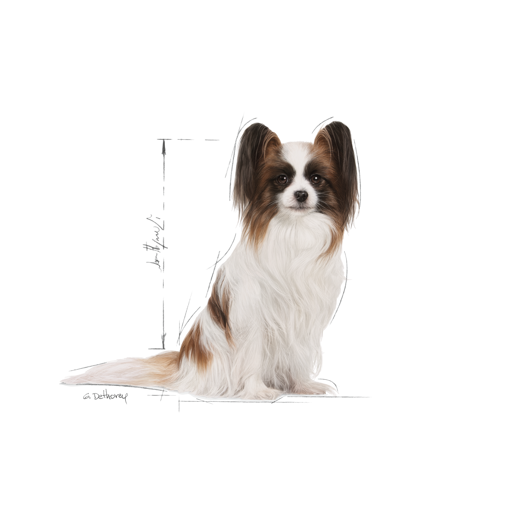 X-Small Adult 8+ | Royal Canin AE