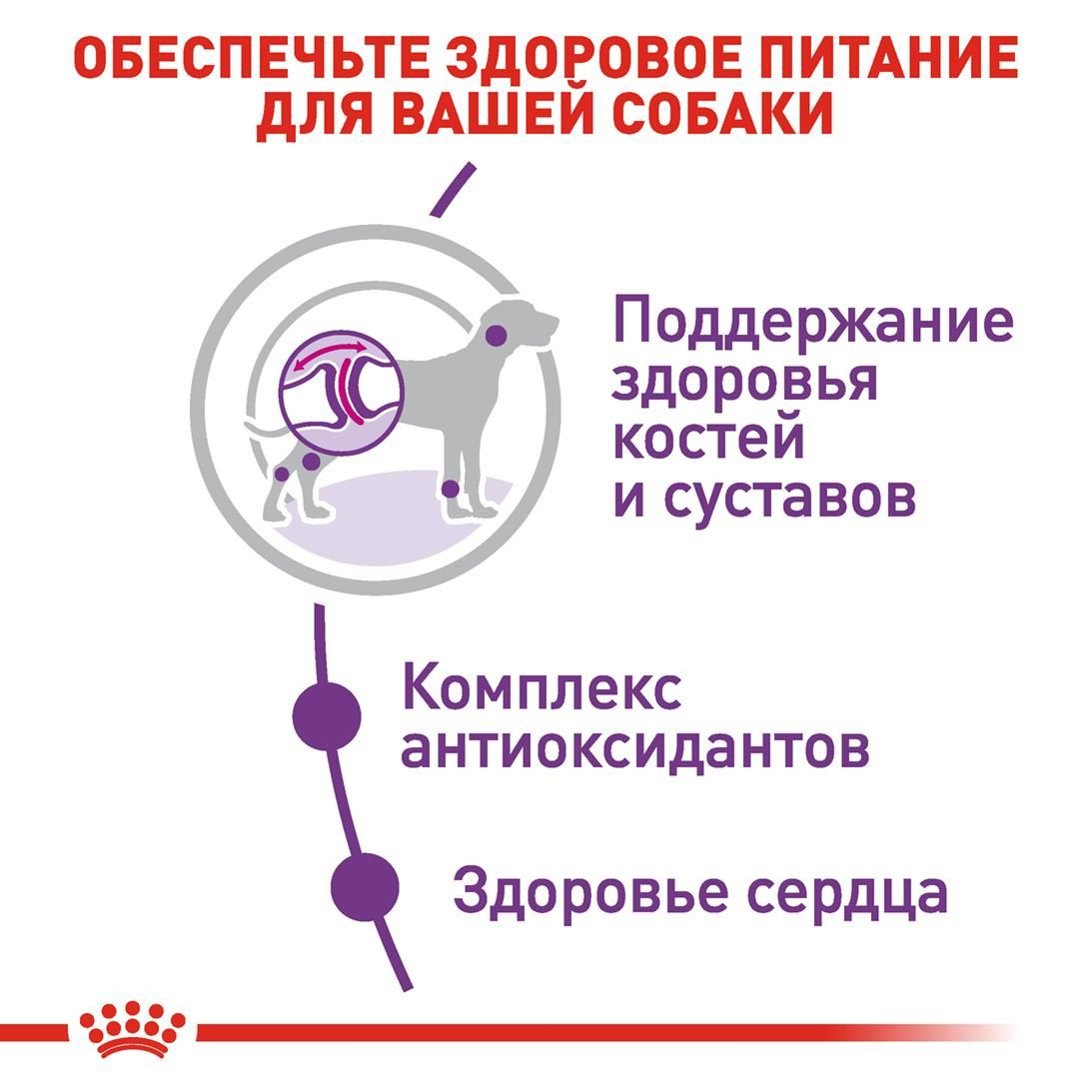 Роял канин для взрослых собак гигантских пород