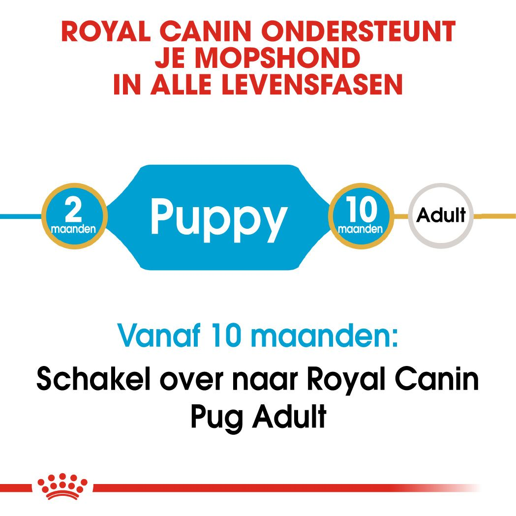 Pug (mopshond) Puppy | Royal Canin NL