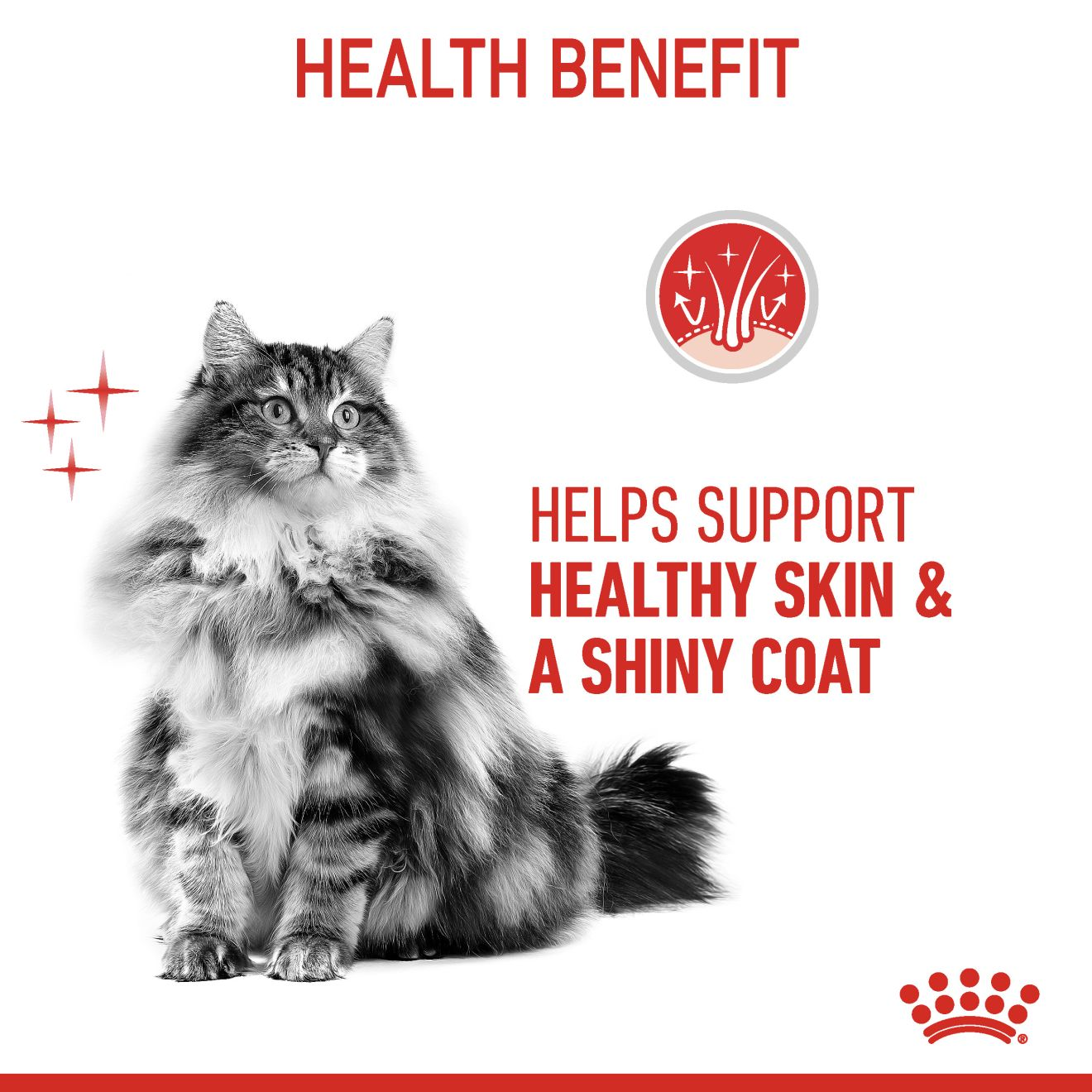 Hair & Skin Care Dry Cat Food | Royal Canin US