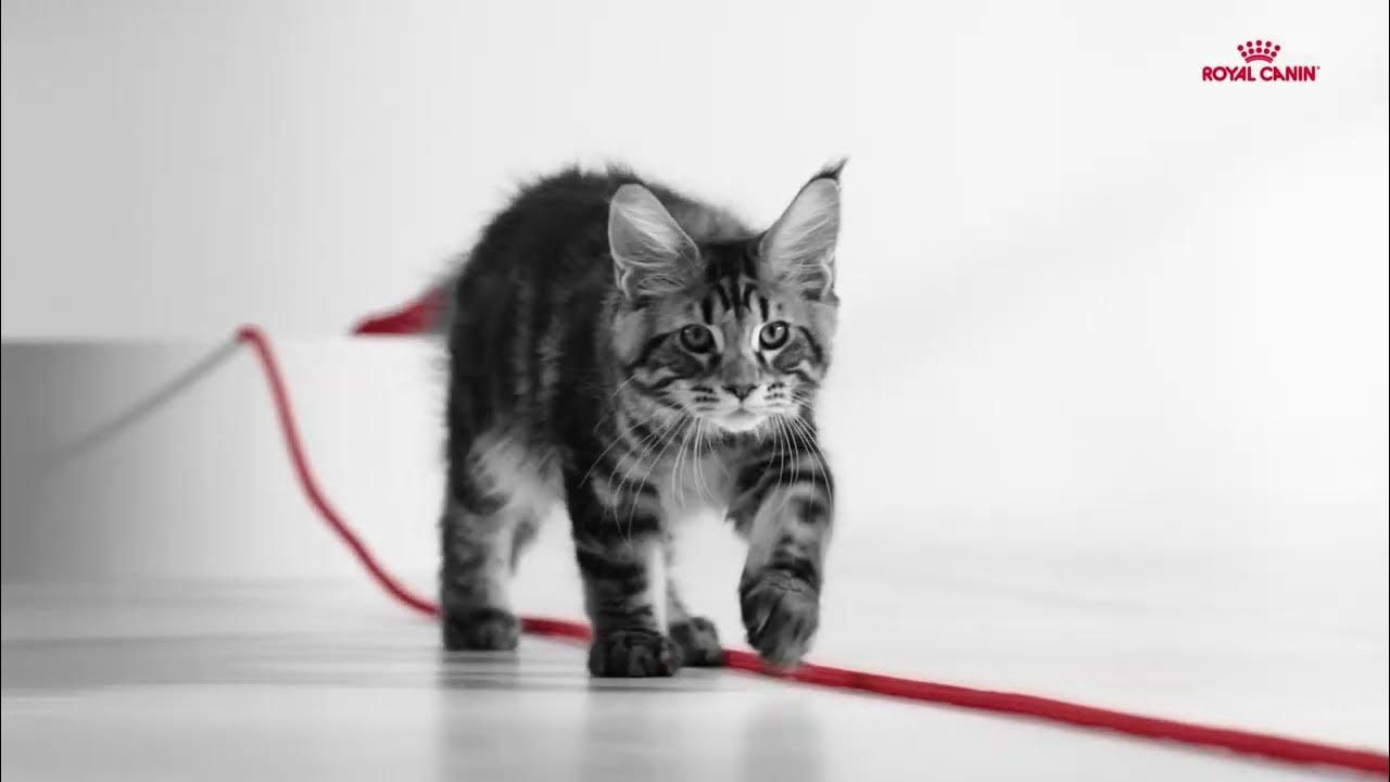 New kitten development and care guide - Royal Canin | Royal Canin NZ