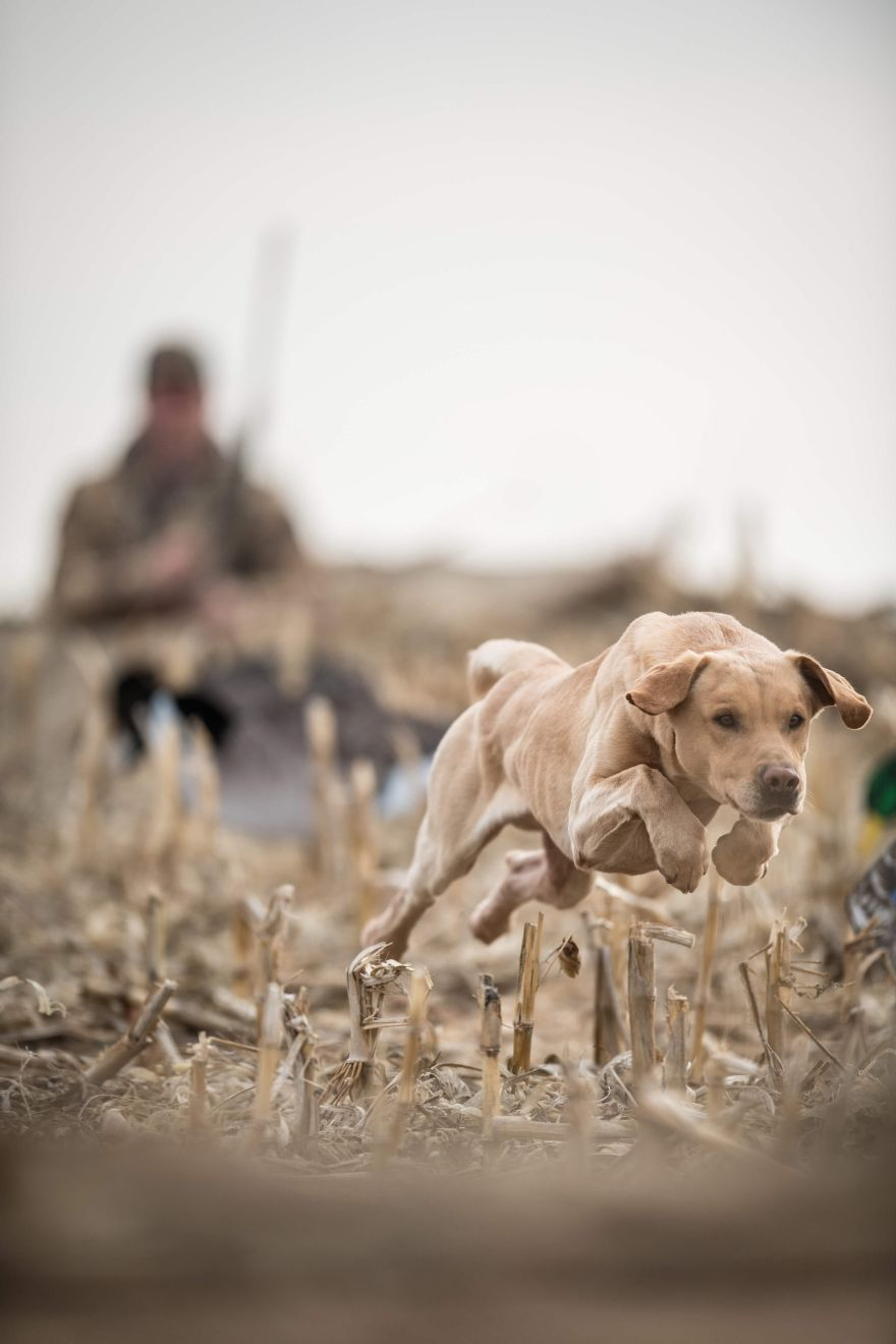 Yellow Lab Dog Hunting