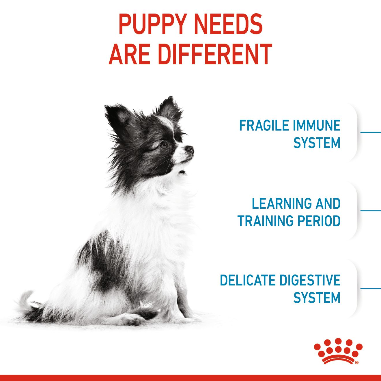 X-Small Puppy Dry Dog Food | Royal Canin US