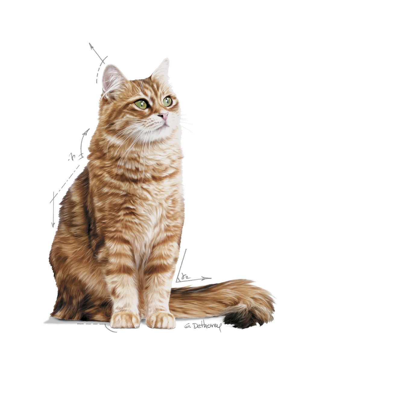 Digestive Care Dry Cat Food | Royal Canin CA