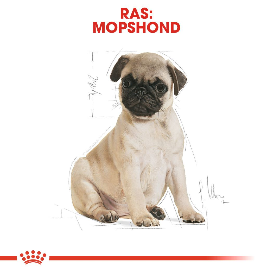 Pug (mopshond) Puppy | Royal Canin NL
