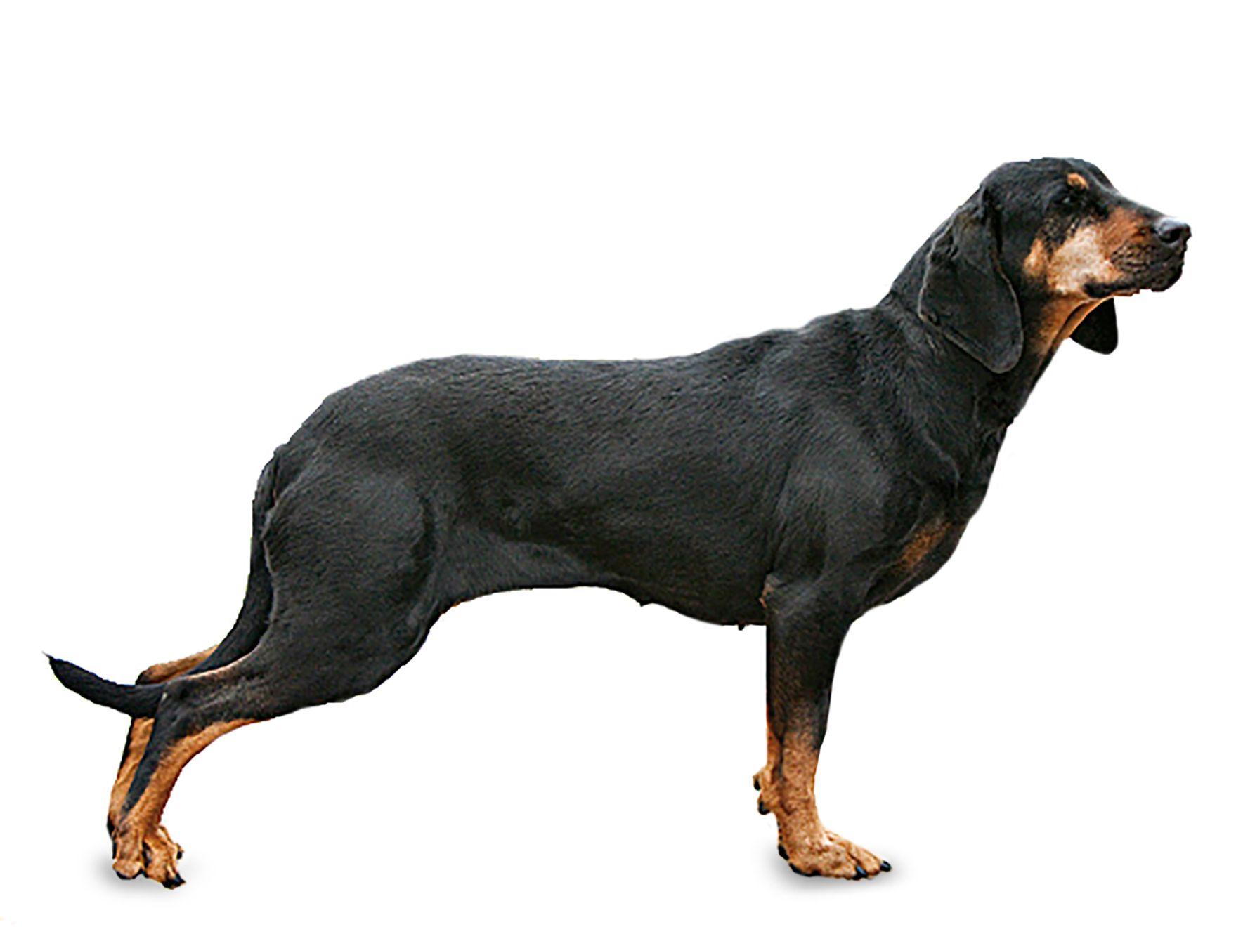 Polish Hunting Dog