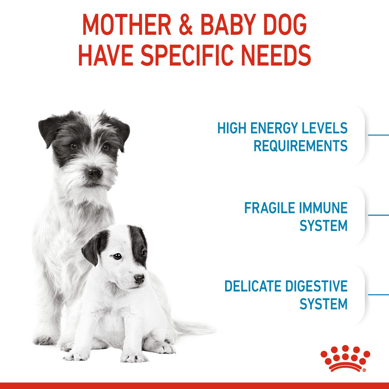 Petit Formule Départ Mère Et Bébé Chien | Royal Canin CA