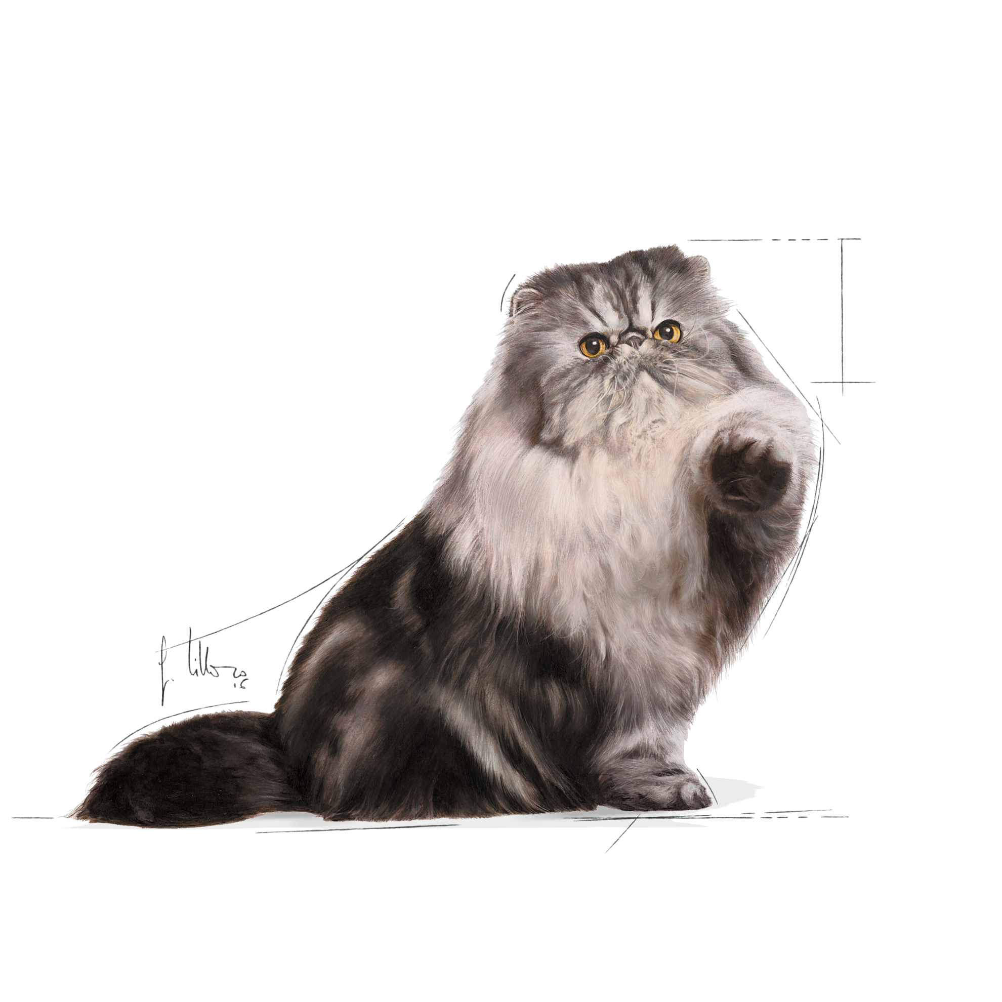 Persian | Royal Canin AU