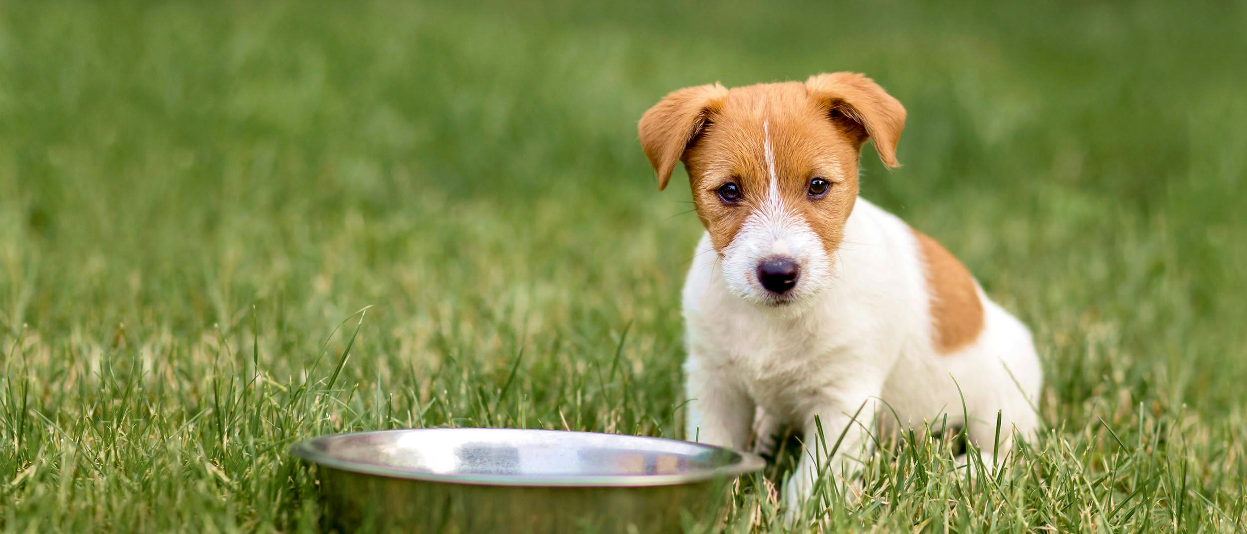 Understanding puppy diets and nutrition - ROYAL CANIN