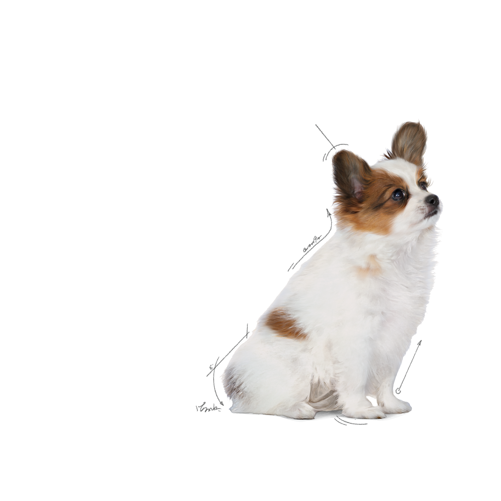 Royal Canin X-Small Puppy - Hondenvoer | Royal Canin Shop | Royal Canin NL
