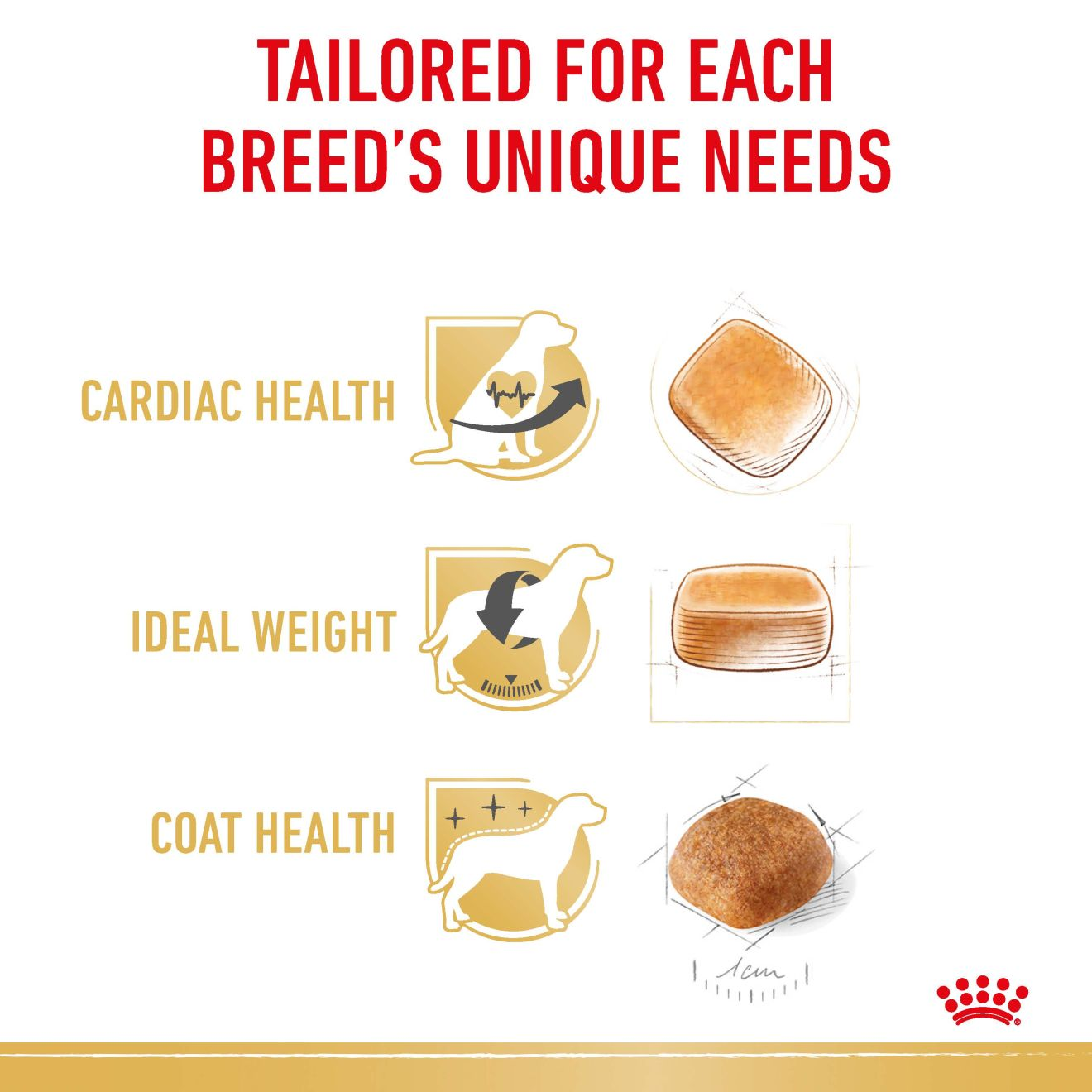 Cavalier King Charles Adult | Royal Canin AU