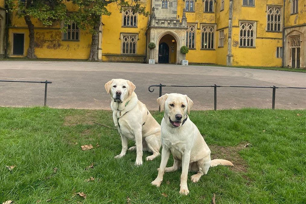 Royal Canin’s Sponsored Guide Dog, Robin, Continues to ...